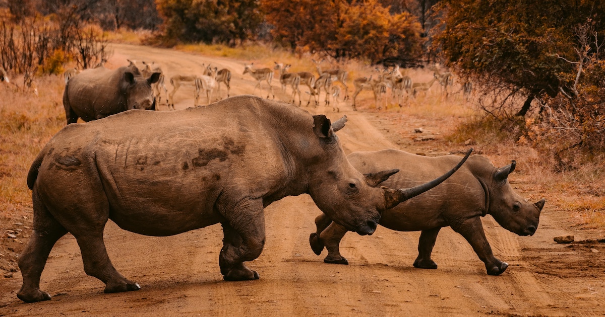 Drones and Wildlife Conservation: A New Tool for Researchers | Alphaswift